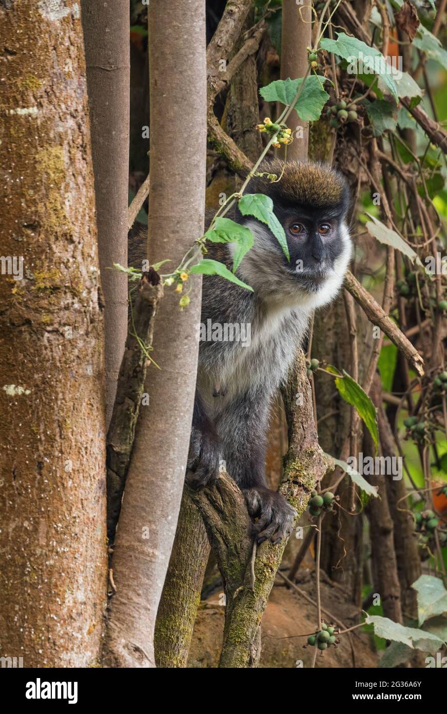 Bale Mountains Monkey - Chlorocebus djamdjamensis, endemic endangered ...