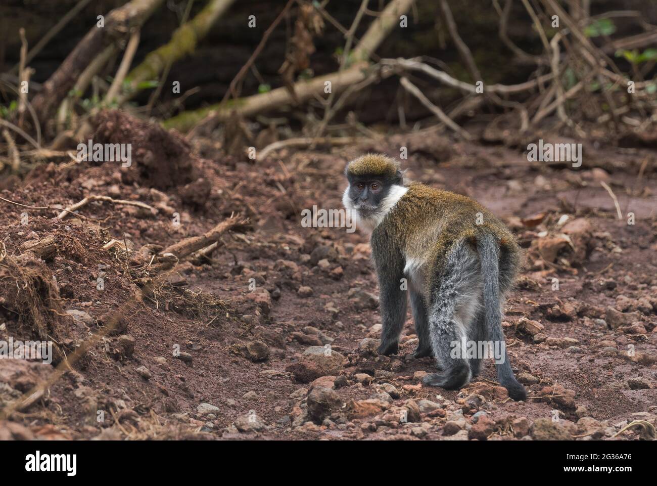 Bale Mountains Monkey - Chlorocebus djamdjamensis, endemic endangered ...