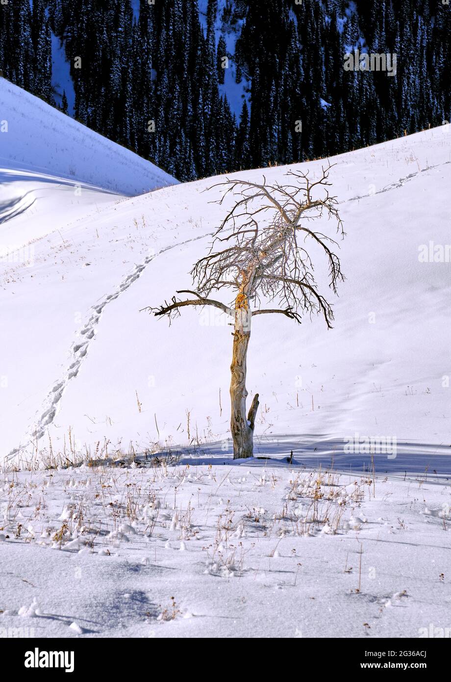 Withered tree hi-res stock photography and images - Alamy