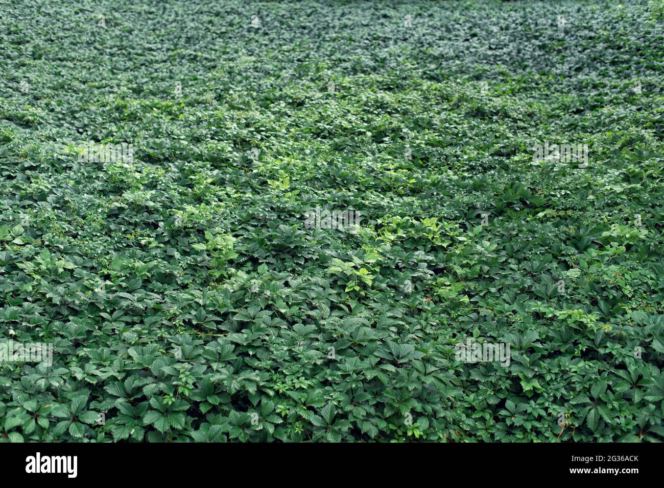 Wild landscapes in Europe Stock Photo - Alamy
