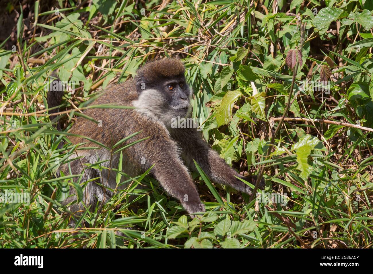 Bale Mountains Monkey - Chlorocebus djamdjamensis, endemic endangered ...