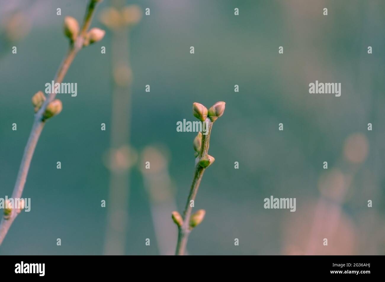 Buds on trees in spring. New life concept. spring background Stock ...