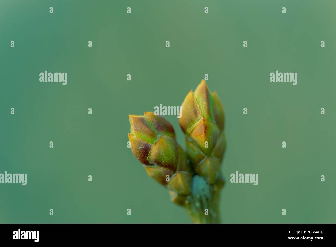 Buds on trees in spring. New life concept. spring background Stock ...