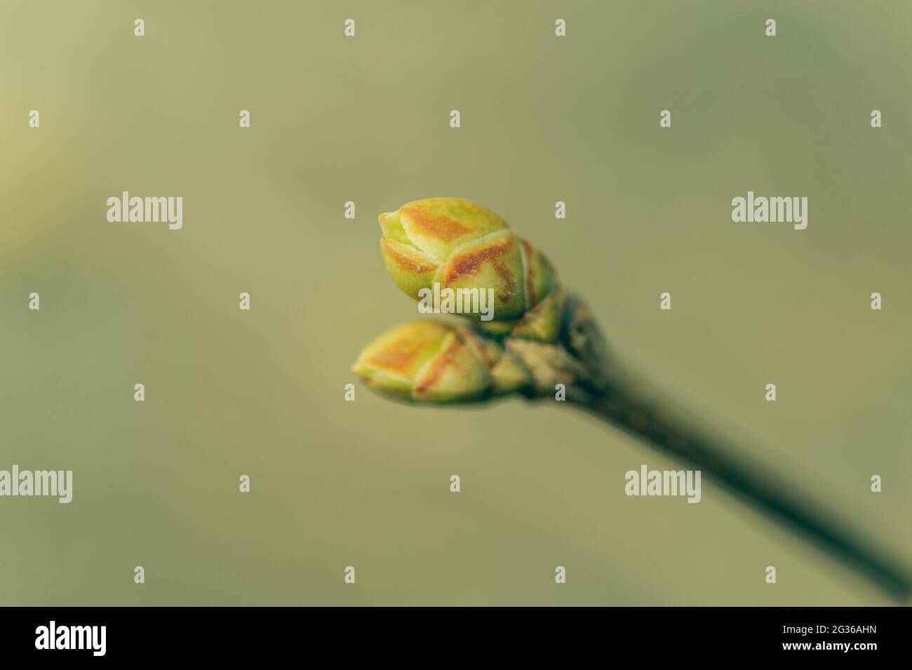 Buds on trees in spring. New life concept. spring background Stock ...