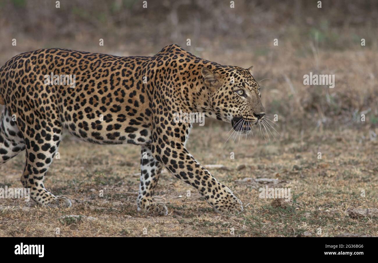 Black panther in grass hi-res stock photography and images - Alamy