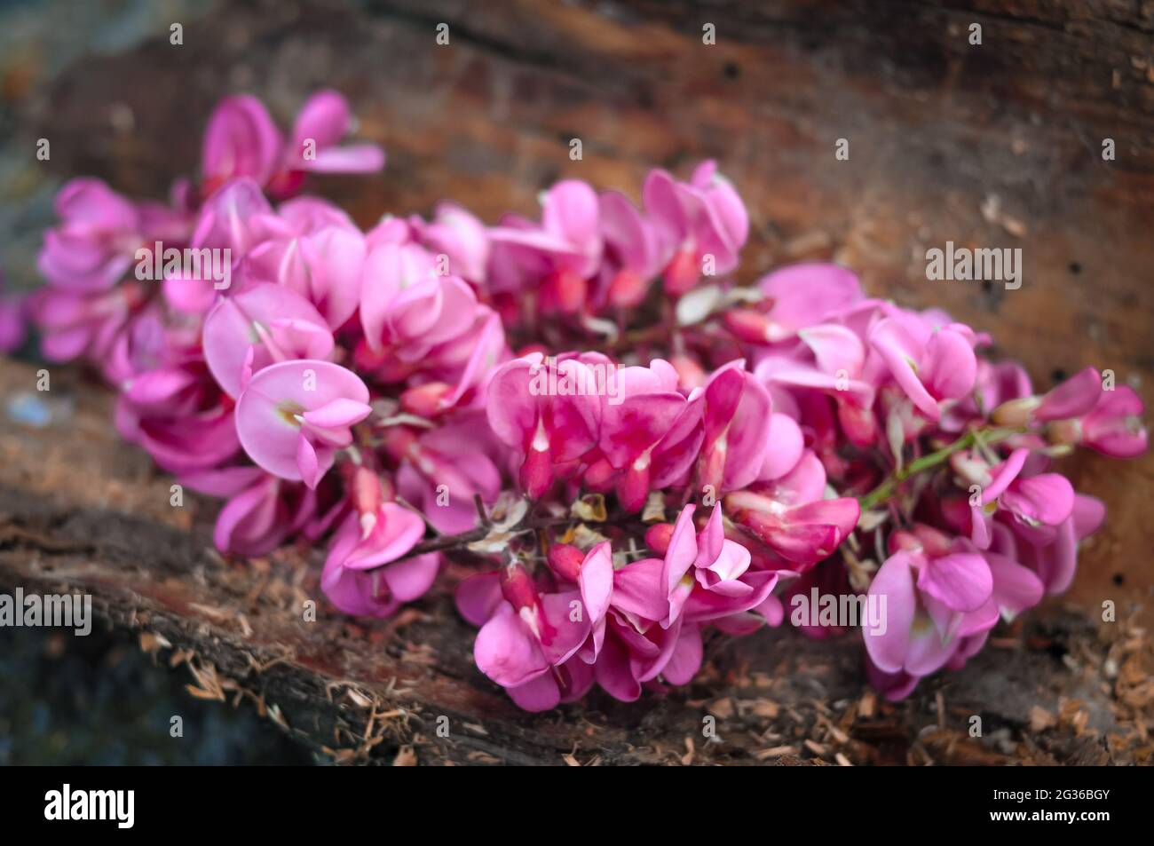Acacia flower hi-res stock photography and images - Alamy