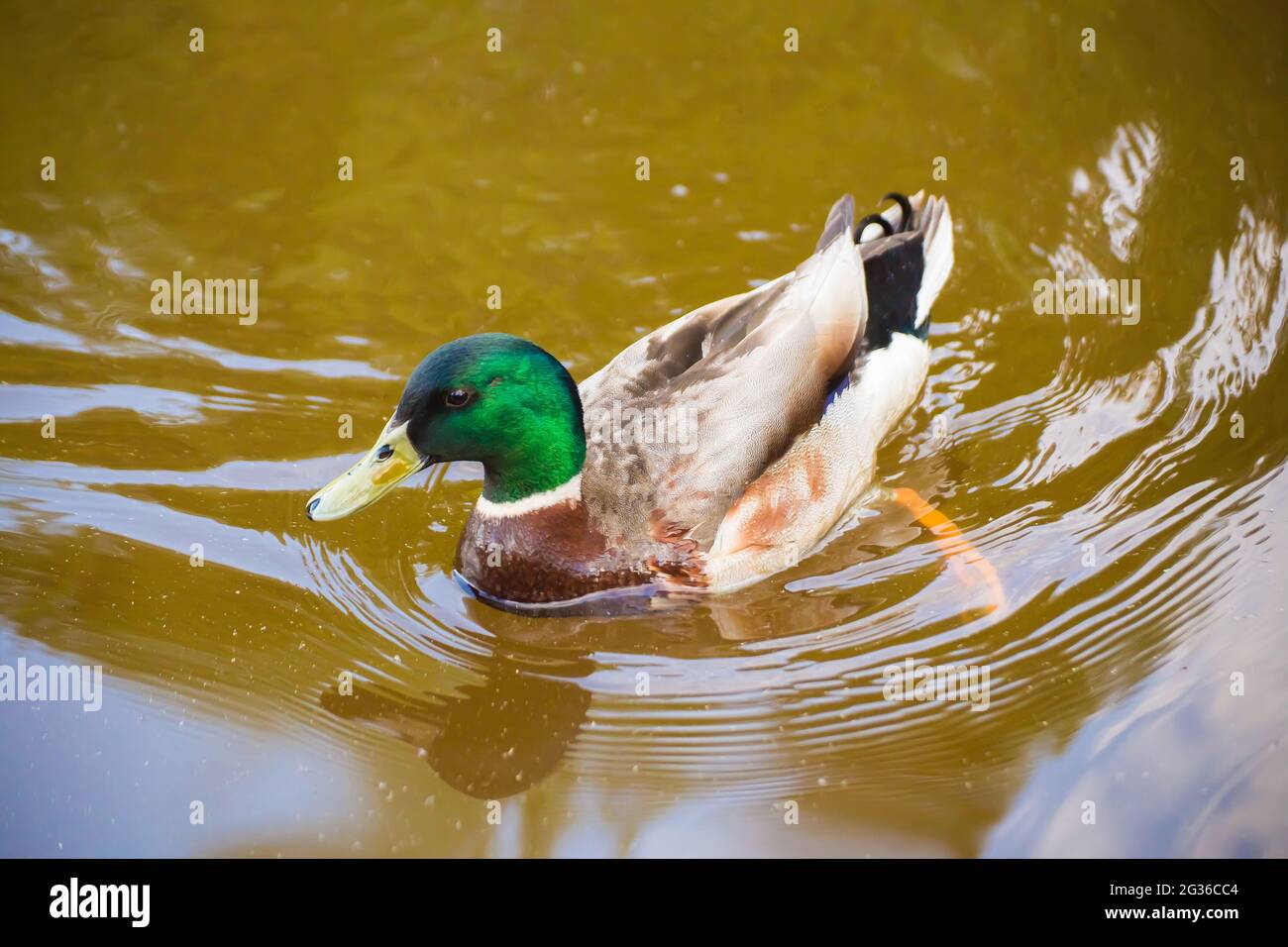 Floundering High Resolution Stock Photography and Images - Alamy
