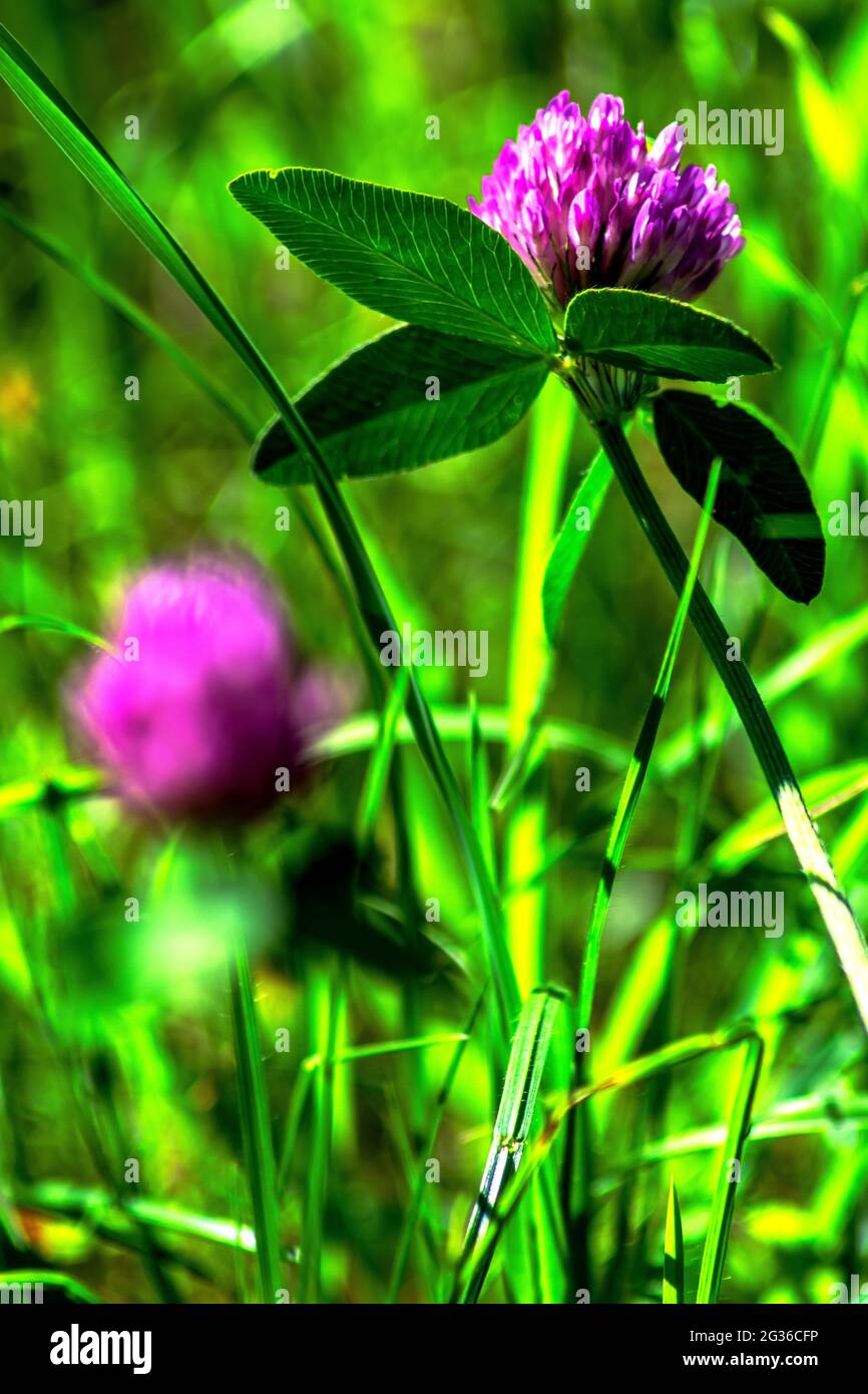 Purple clover hi-res stock photography and images - Alamy