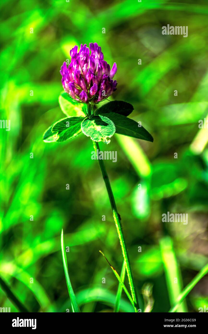 Enjoy nature : Clover Stock Photo - Alamy