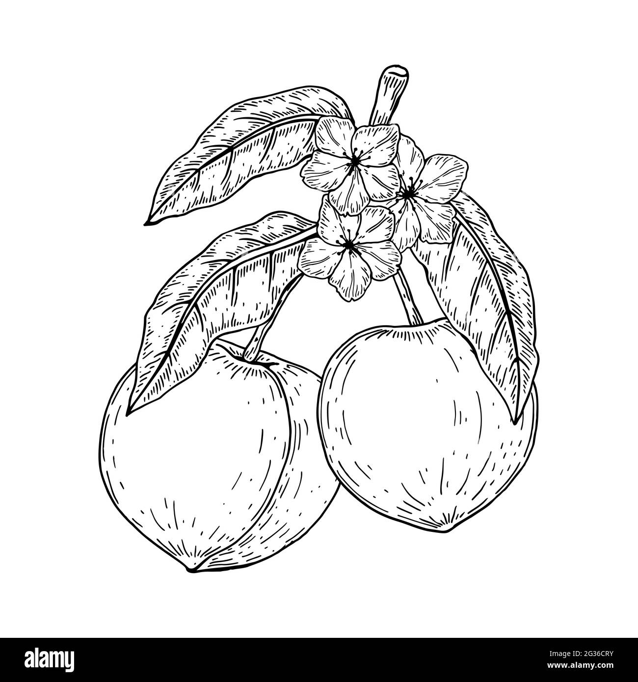 Peach on tree fruit Black and White Stock Photos & Images - Alamy