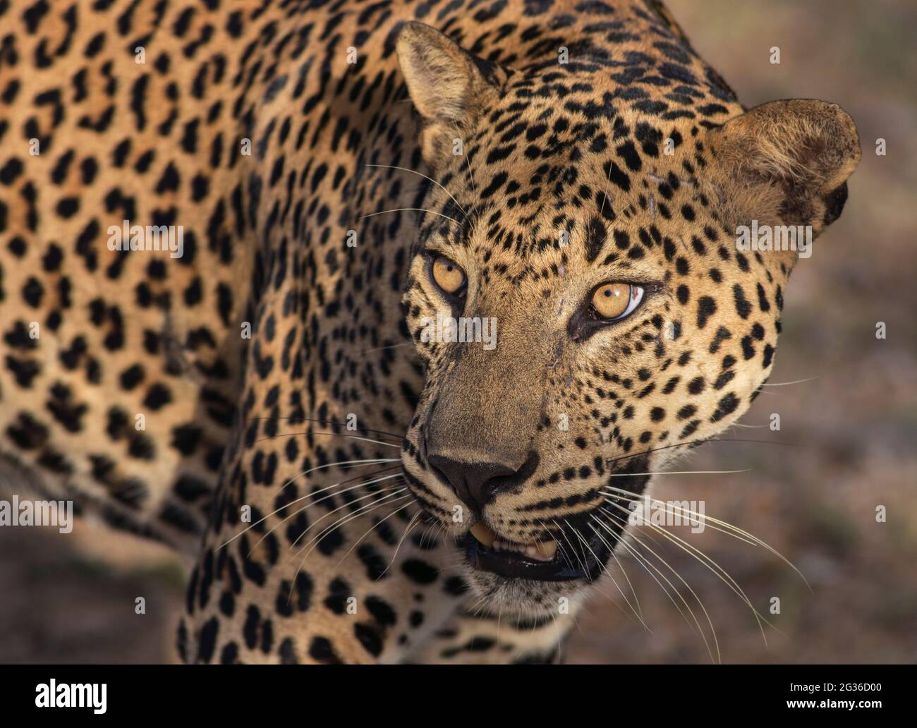 Black leopard big cat hi-res stock photography and images - Alamy