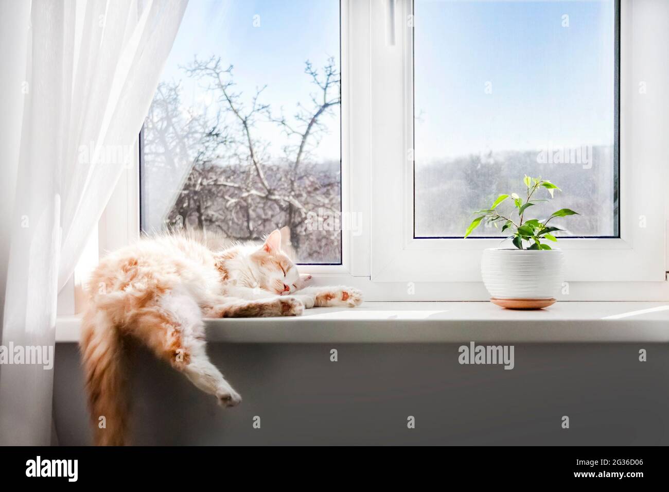 Cat is sleeping on the windowsill hi-res stock photography and images ...