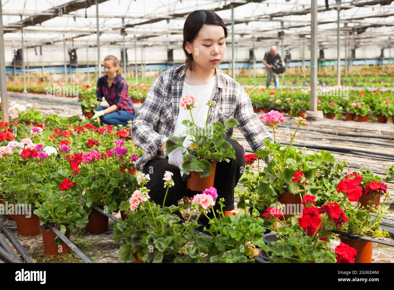 Successful chinese skilled florist girl working with flowers in ...