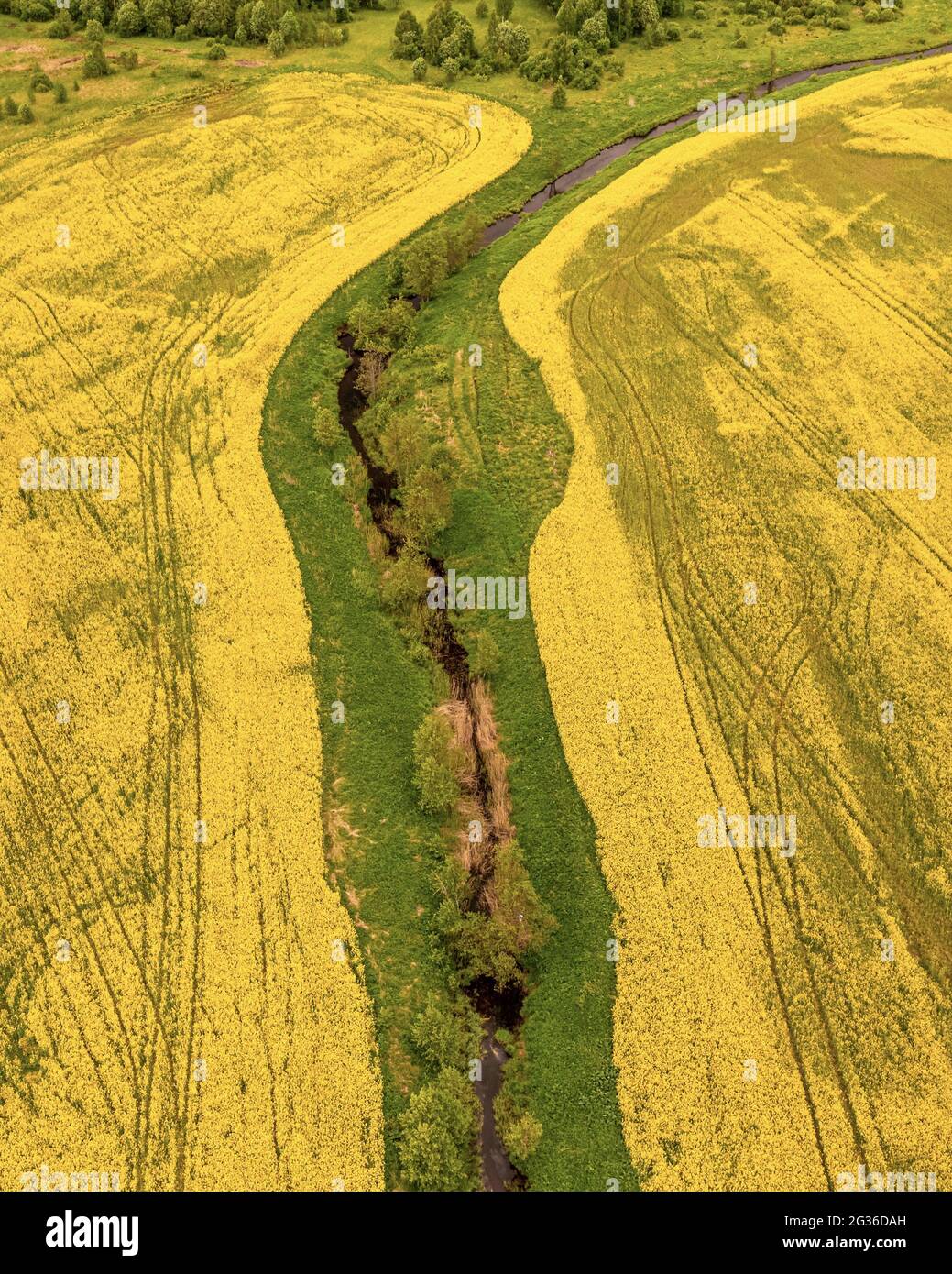 Aerial view of a yellow agricultural field with green parts and trees ...