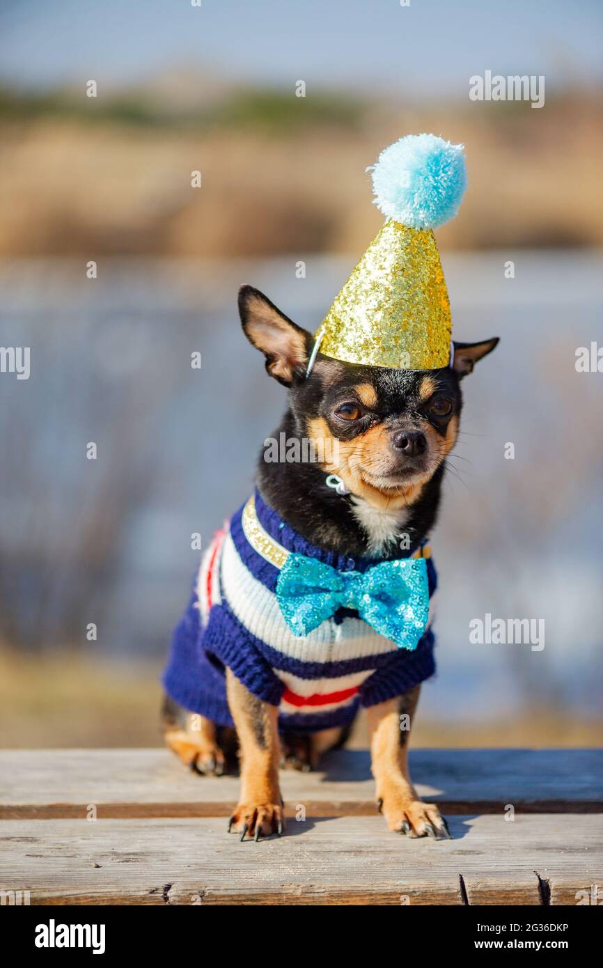 a cute birthday chihuahua on a natural background. Chihuahua dog in a ...