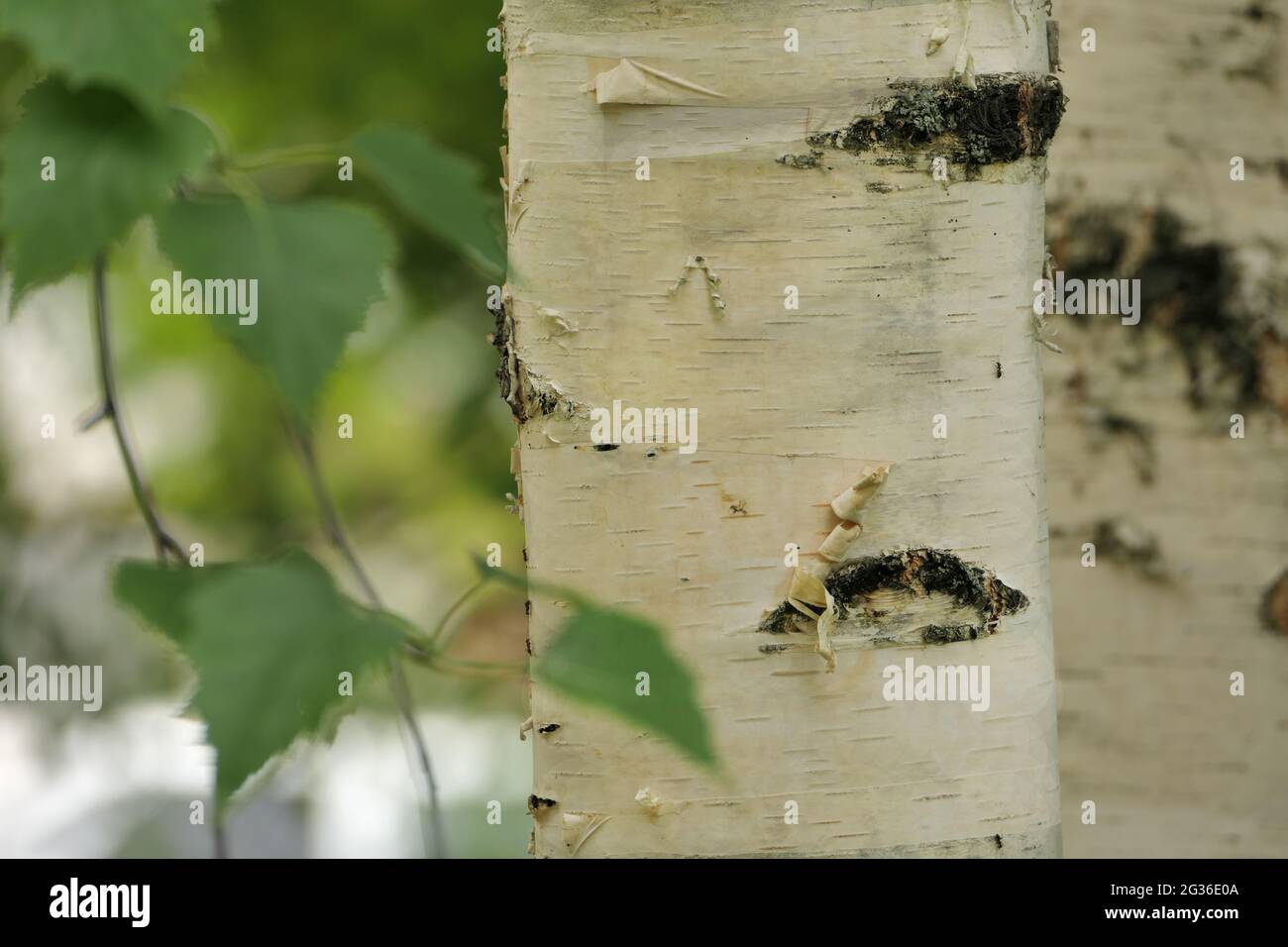 Tree trunk, birch trunk white close-up. Birch in the forest Stock Photo ...