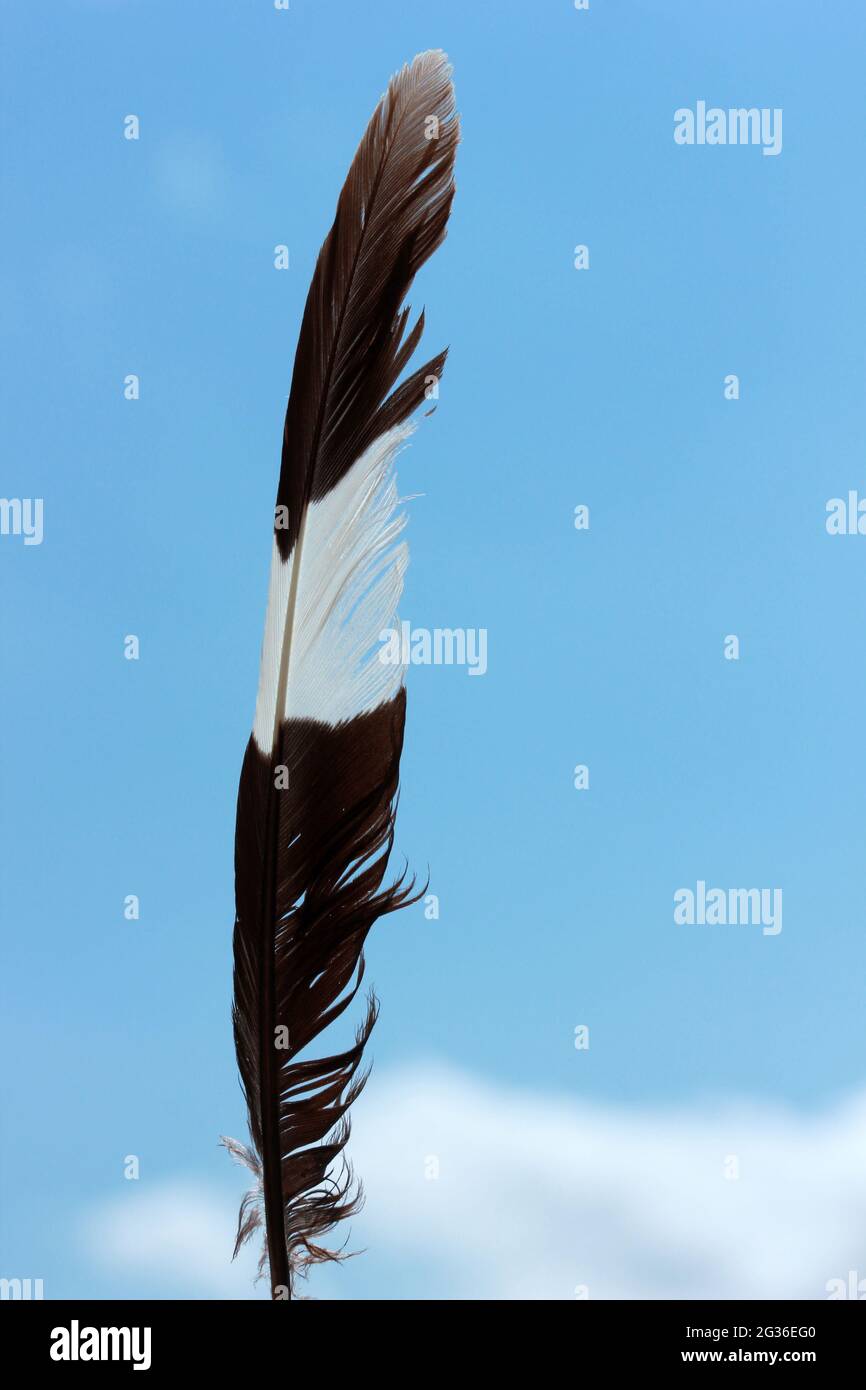 Floating feather in the sky. Background Stock Photo - Alamy