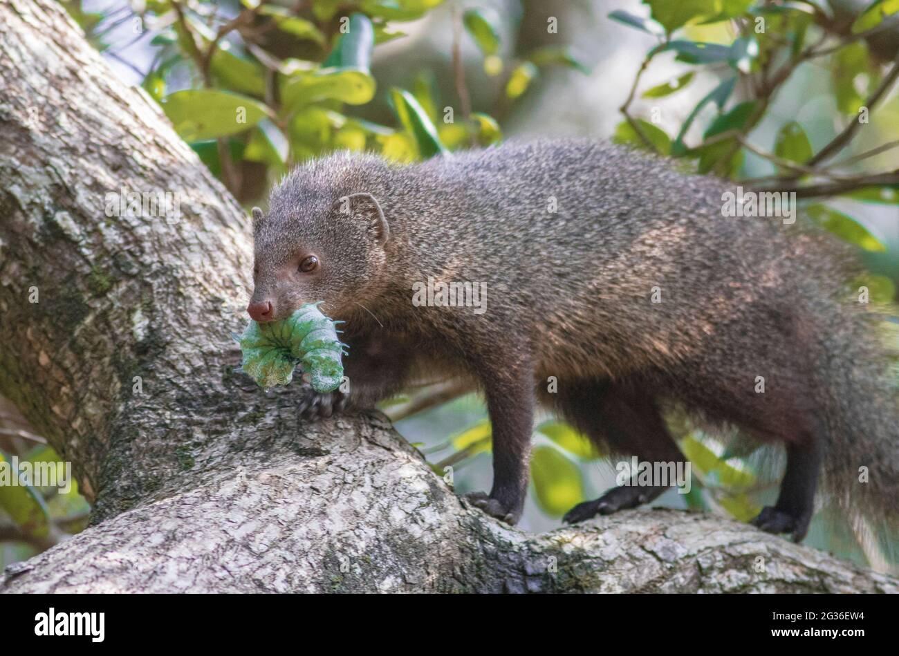 Mongoose and teeth hi-res stock photography and images - Alamy