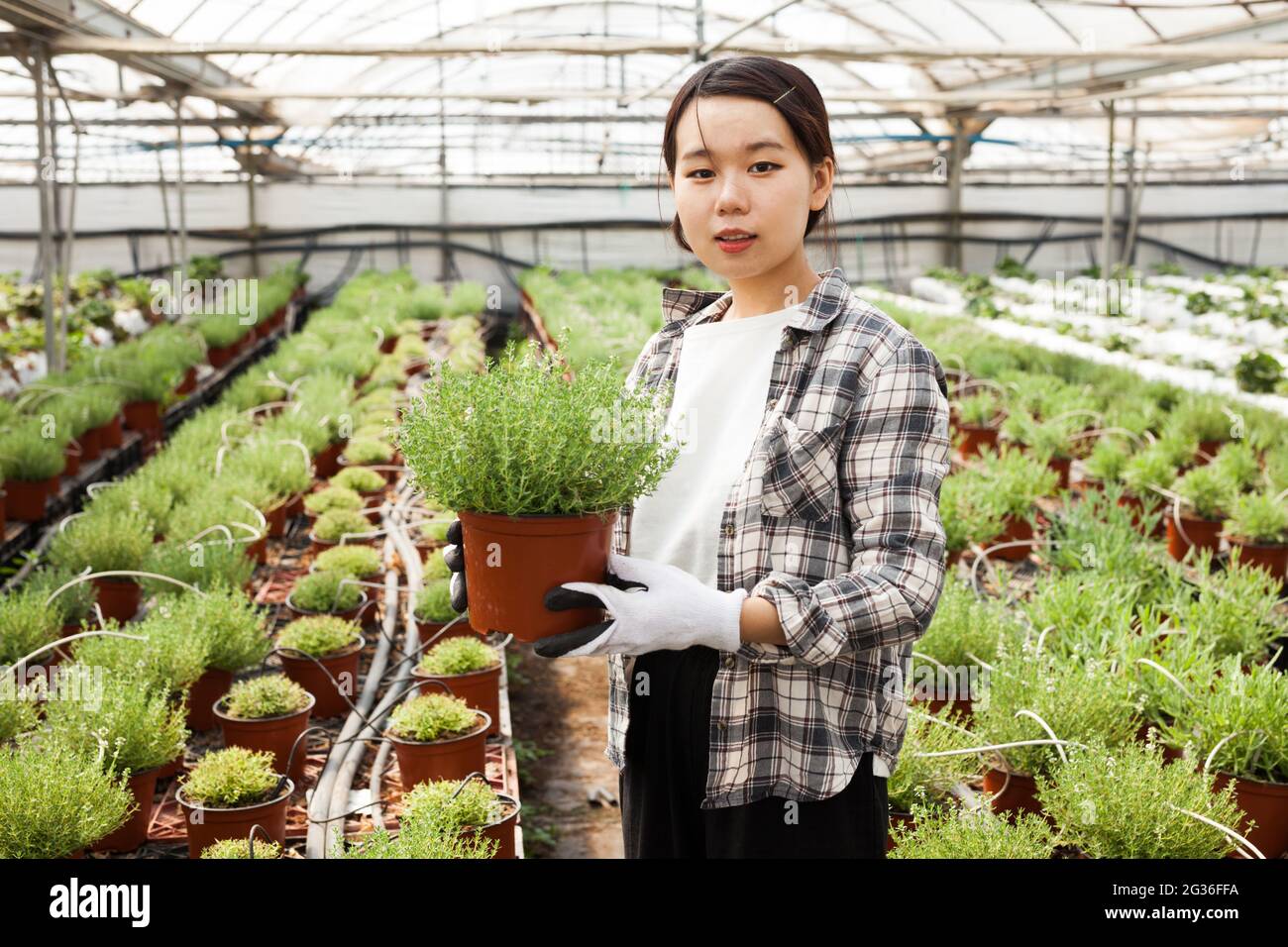 Portrait florist flowers lavender hi-res stock photography and images ...