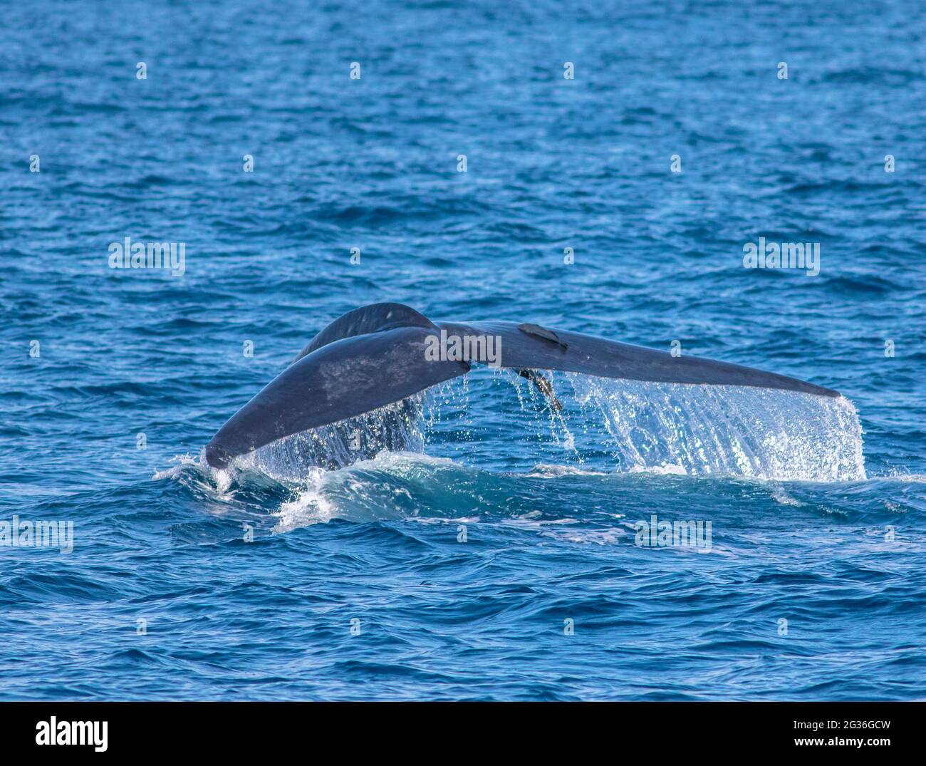 Whale tail; Fluking whale; A Blue whale showing its fluke just before ...