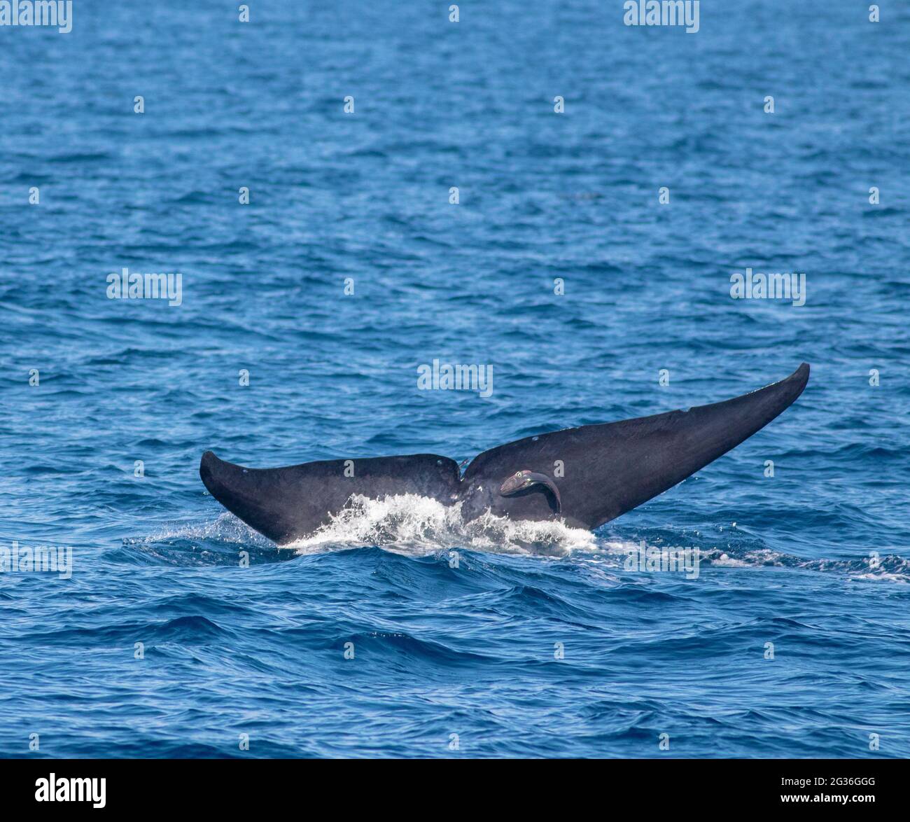 Whale tail; Fluking whale; A Blue whale showing its fluke just before ...