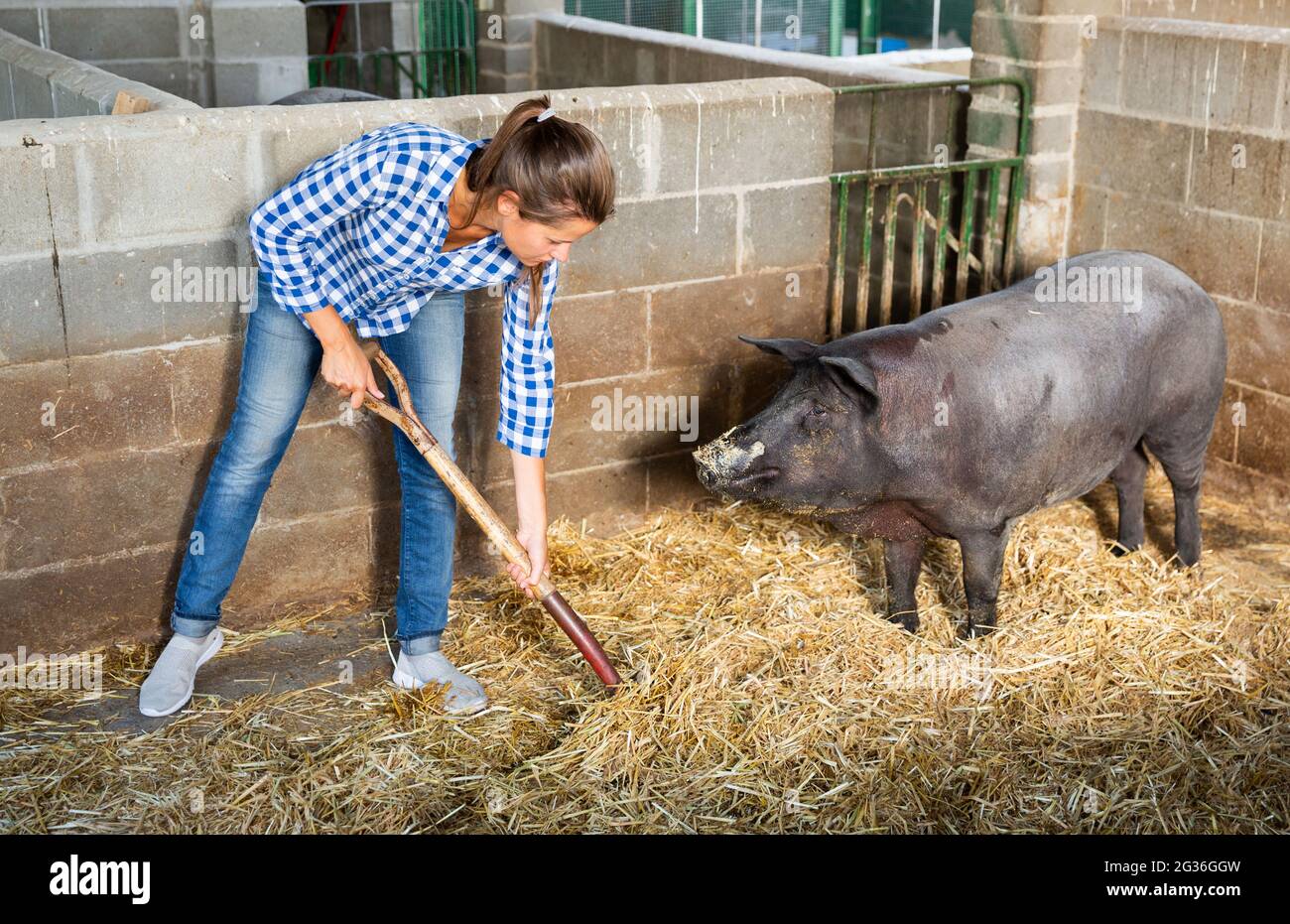 Portrait of female farmer feeding iberian pigs on farm Stock Photo - Alamy