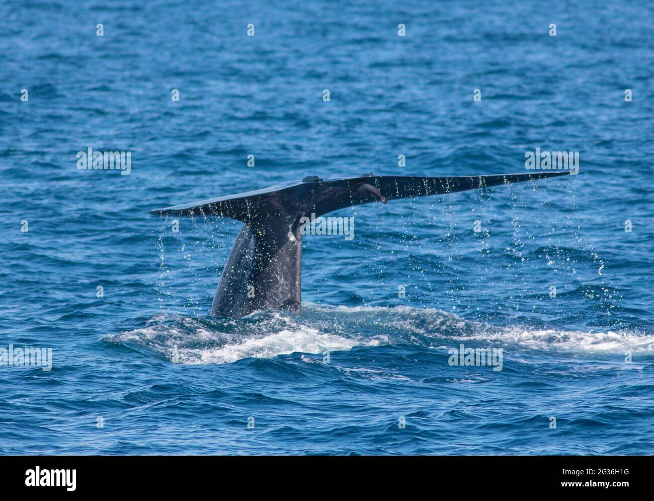 Whale tail; Fluking whale; A Blue whale showing its fluke just before ...