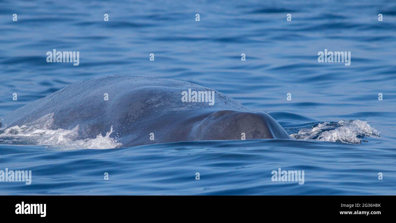 Whale Spraying Water High Resolution Stock Photography and Images - Alamy