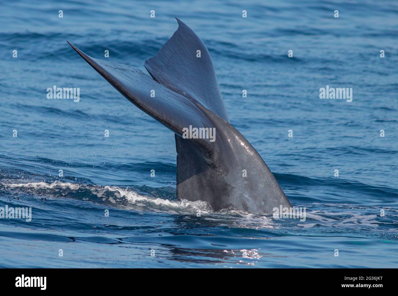 Whale tail; Fluking whale; A Blue whale showing its fluke just before ...