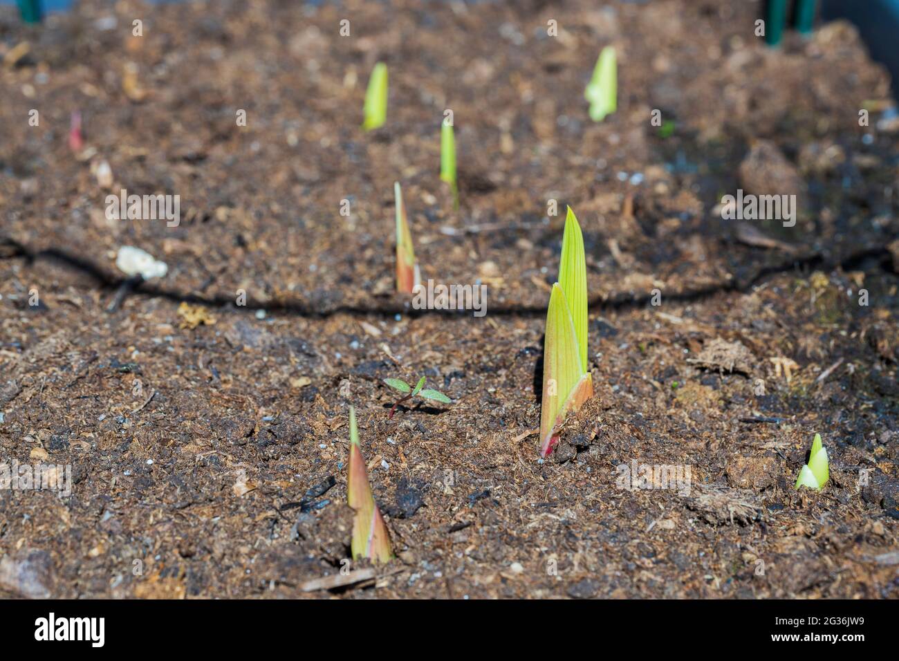 Sprouting gladiolus hi-res stock photography and images - Alamy