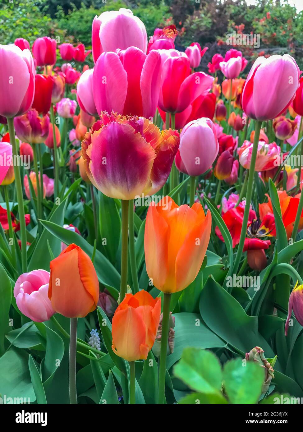 Tulip in spring in arrangemnt Stock Photo - Alamy