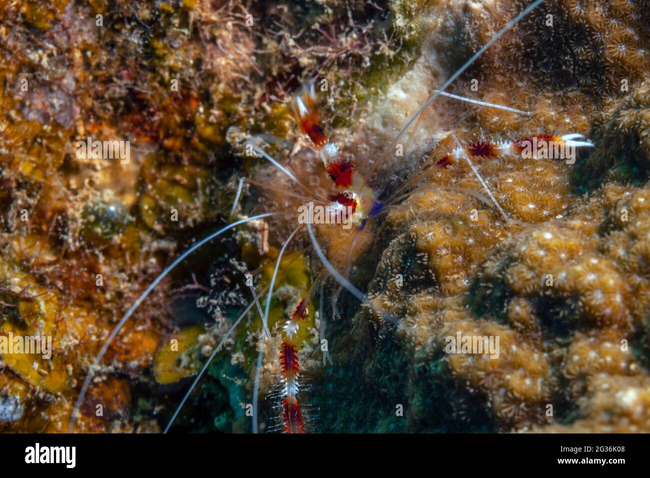 Stenopus hispidus is a shrimp-like decapod crustacean belonging to the ...