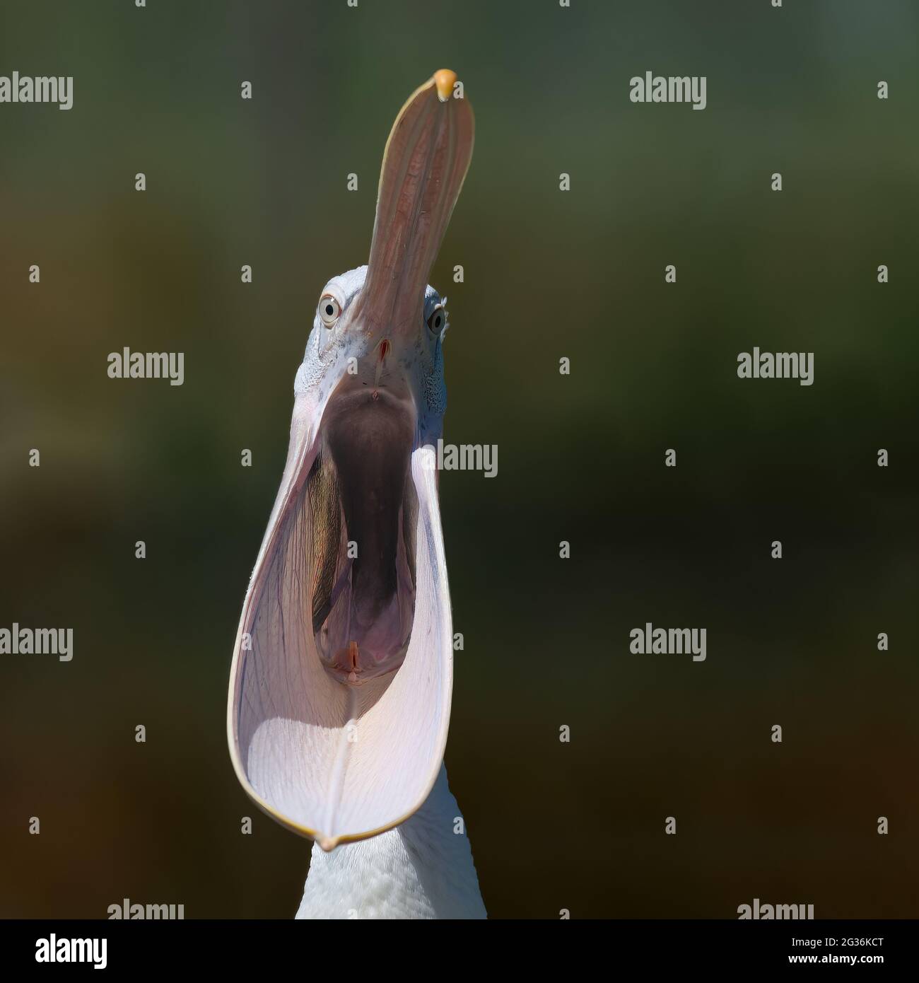 Pelican mouth open hi-res stock photography and images - Alamy