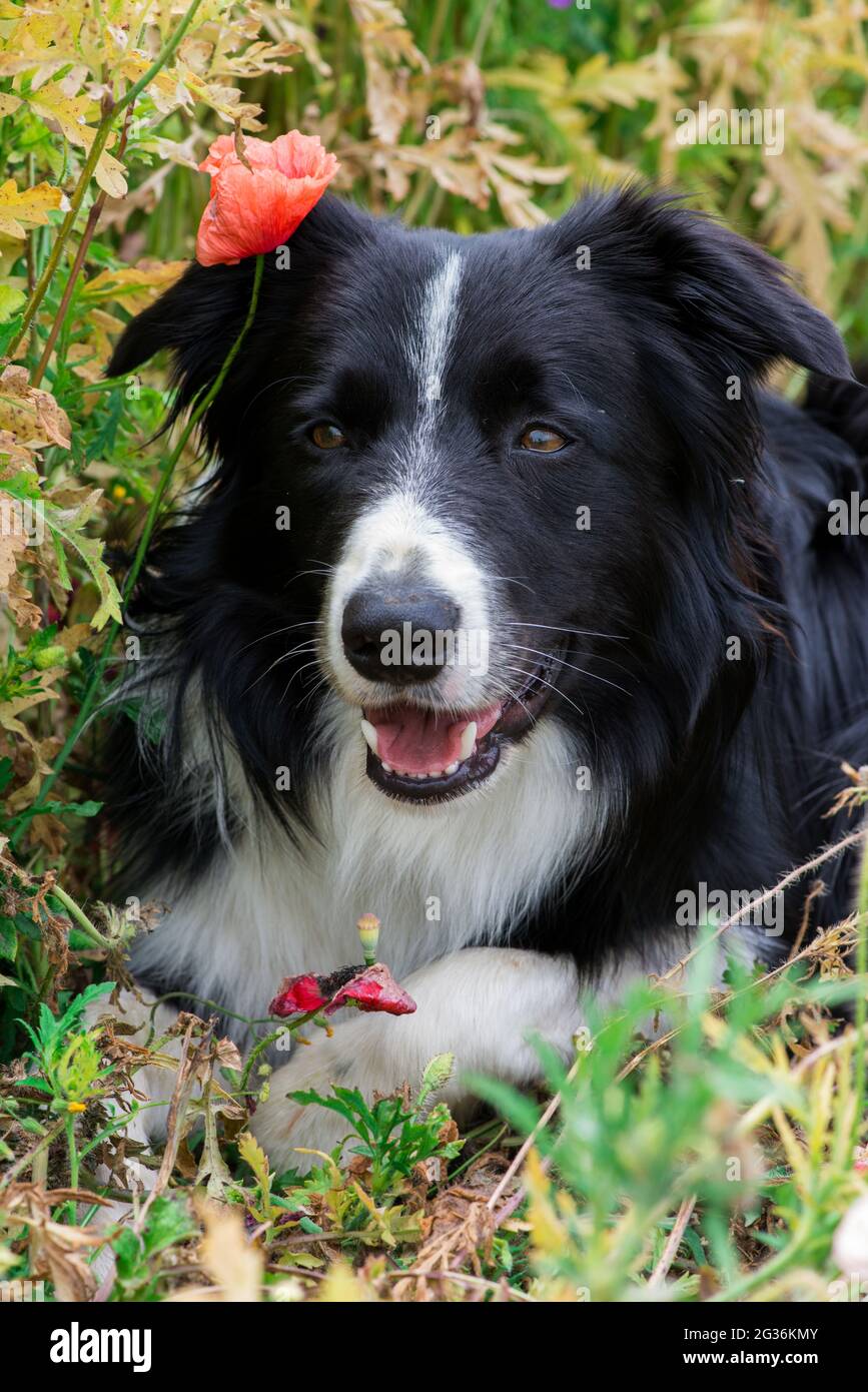 Purebred Border Collie