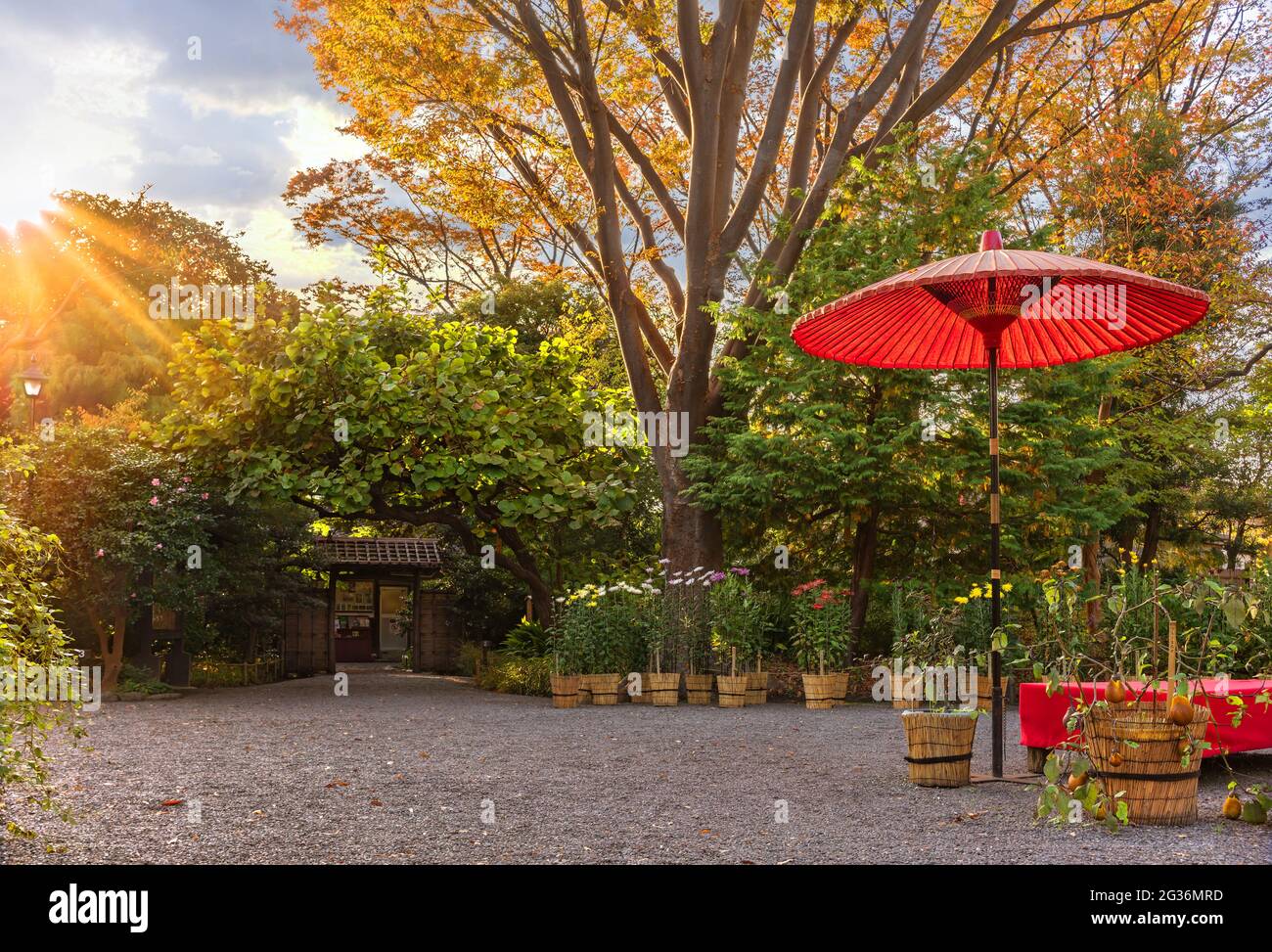 Edo yasai hi-res stock photography and images - Alamy