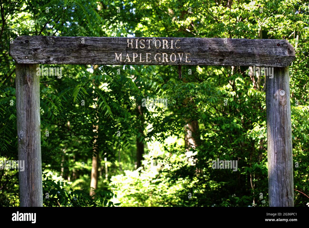Old wooden signage with Historic Maple Grove in the forest Stock Photo ...