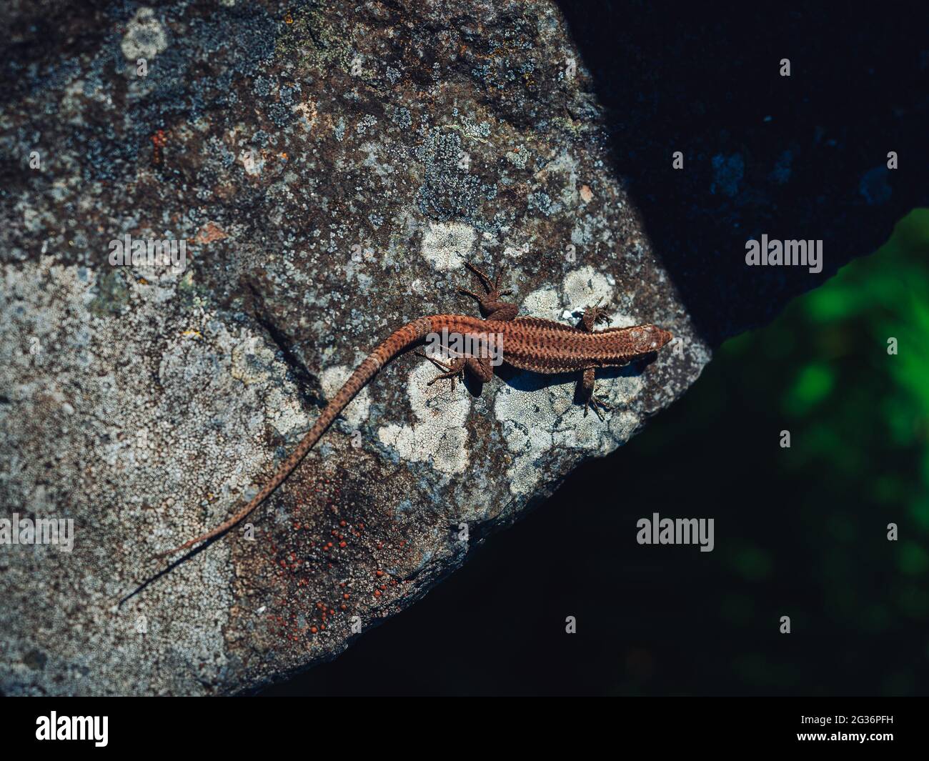 Lizard on a rocky surface Stock Photo - Alamy