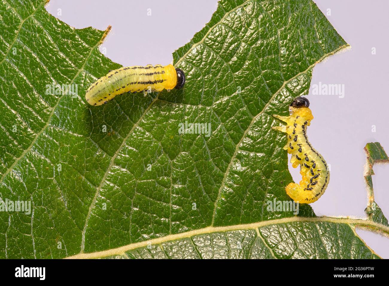 willow sawfly (Nematus pavidus), larvae on goat willow leaf, Germany ...