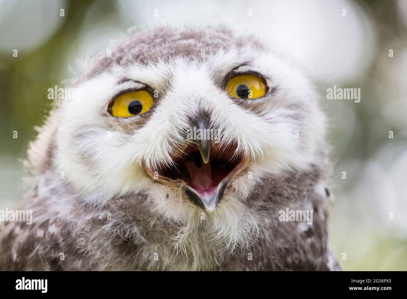 Búho ártico hi-res stock photography and images - Alamy
