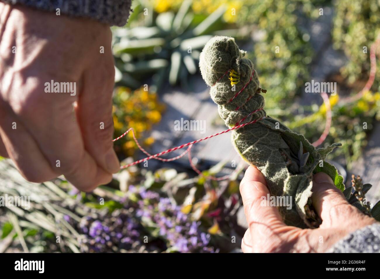 Making Of Incense Sticks High Resolution Stock Photography and Images ...