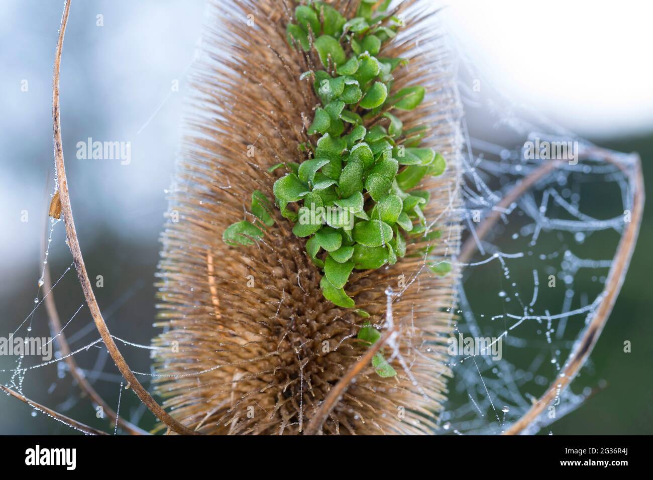 Wild teasel, Fuller's teasel, Common teasel, Common teazle (Dipsacus ...