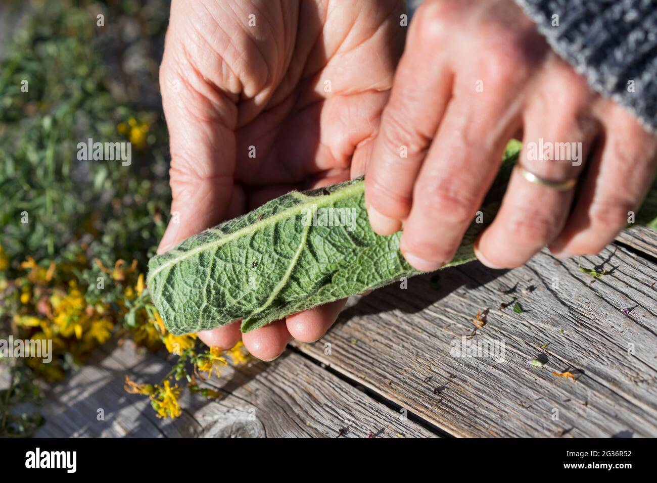 Making of incense sticks hi-res stock photography and images - Alamy