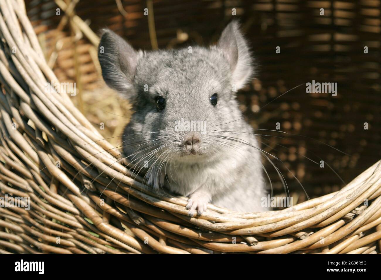 chinchilla (Chinchilla spec.), sitting in a basket Stock Photo - Alamy
