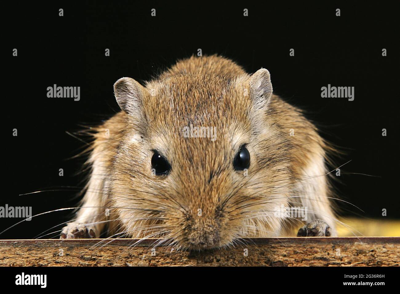 Mongolian gerbil, clawed jird (Meriones unguiculatus), front view ...