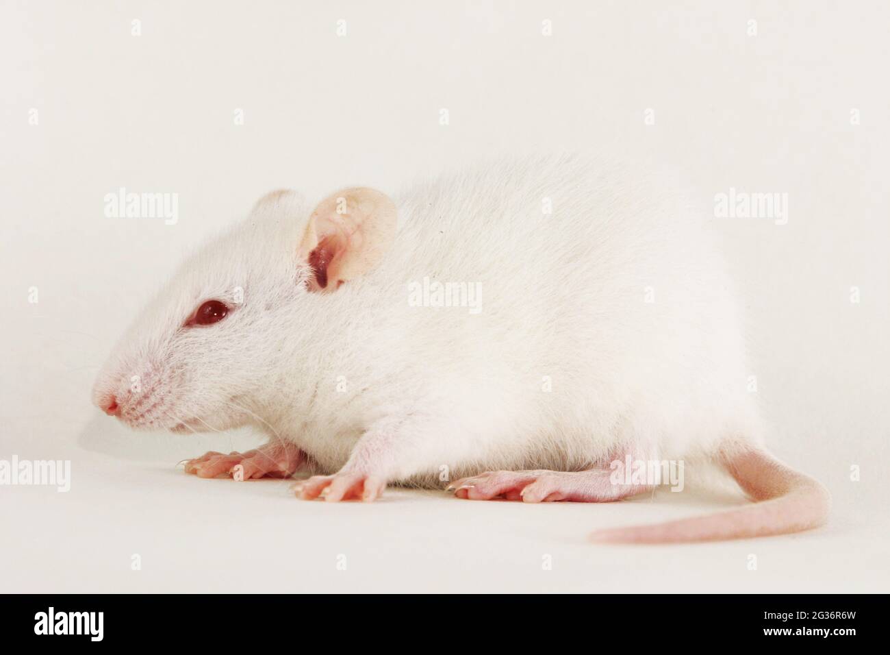 Fancy Rat, Brown rat (Rattus norvegicus domesticus, Rattus norvegicus ...