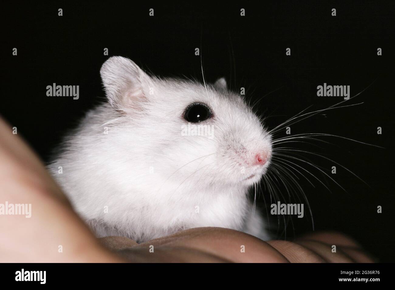 small desert hamsters, dwarf hamsters (Phodopus spec.), sits on a hand ...