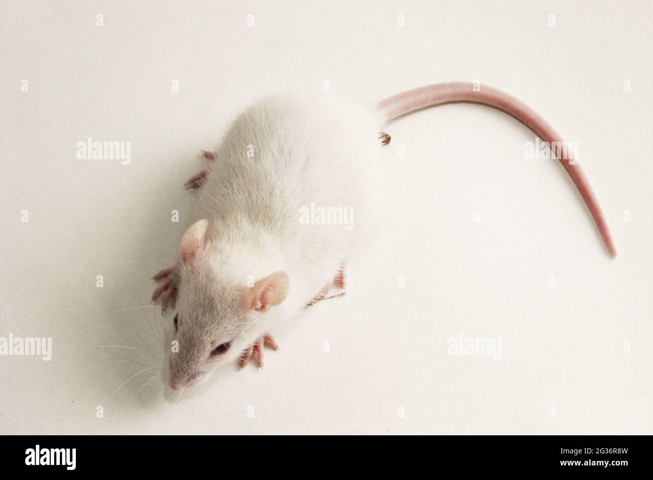 Fancy Rat, Brown rat (Rattus norvegicus domesticus, Rattus norvegicus ...