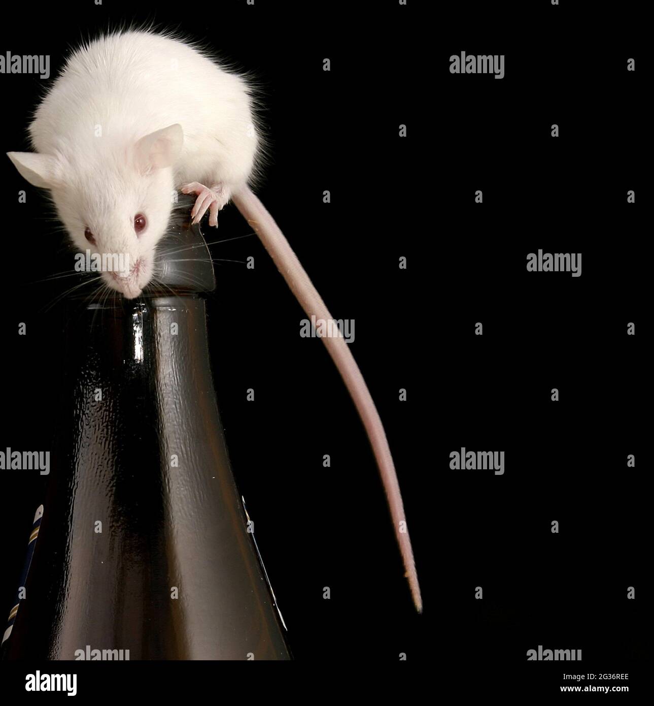 Albinism black hi-res stock photography and images - Alamy