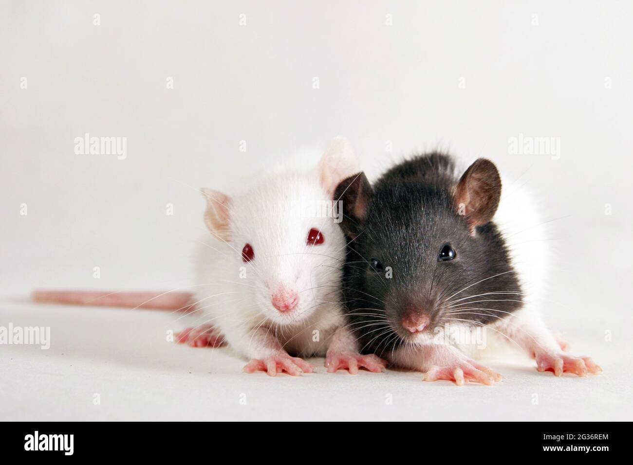 Fancy Rat, Brown rat (Rattus norvegicus domesticus, Rattus norvegicus ...