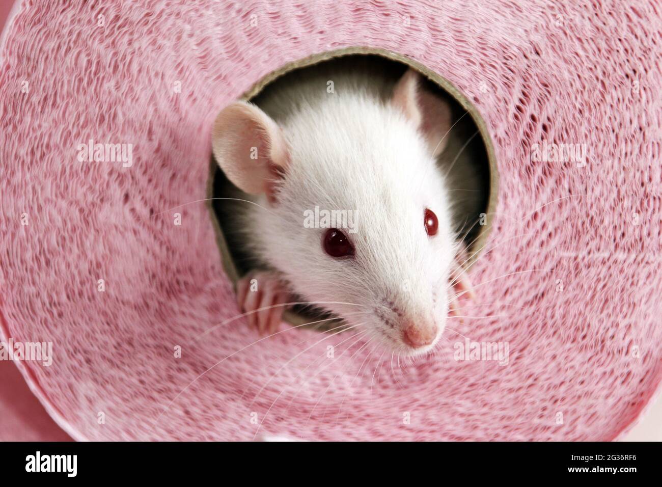 Fancy Rat, Brown rat (Rattus norvegicus domesticus, Rattus norvegicus ...